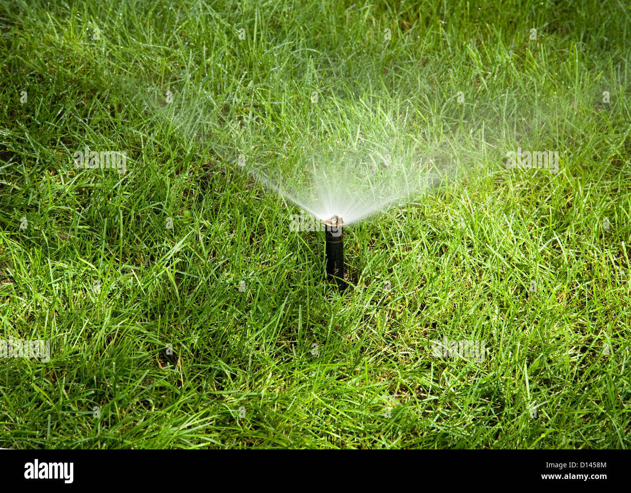 Water sprinkle on grass field Stock Photo - Alamy