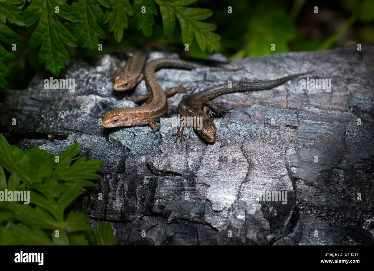 Lizard family hi-res stock photography and images - Alamy