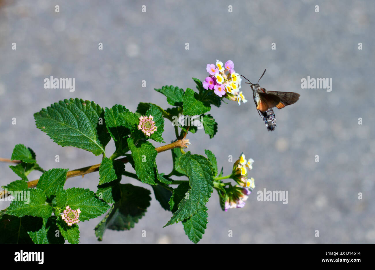 Inspect on a flower hi-res stock photography and images - Alamy