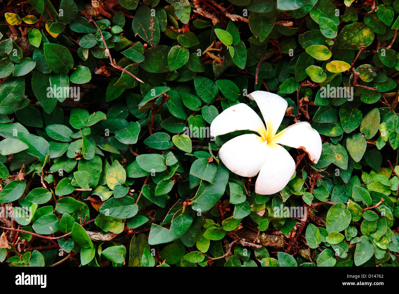Small white flower with five leaves and yellow stamen growing in ...