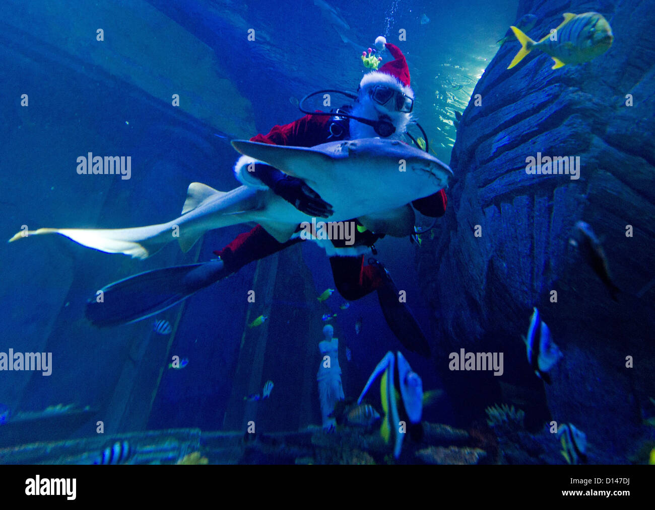 A diver dressed as Santa swims with a nurse shark in a pool of the Sea ...