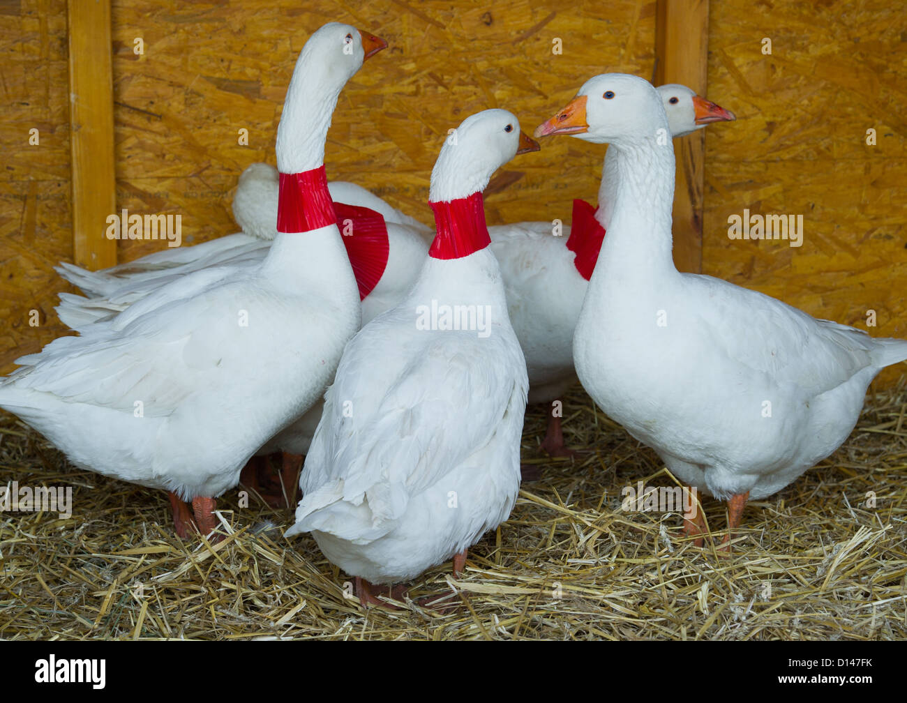 Geese are seen at the traditional goose market in Angermuende, Germany ...