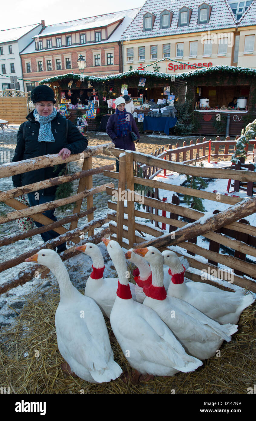 Geese are seen at the traditional goose market in Angermuende, Germany ...
