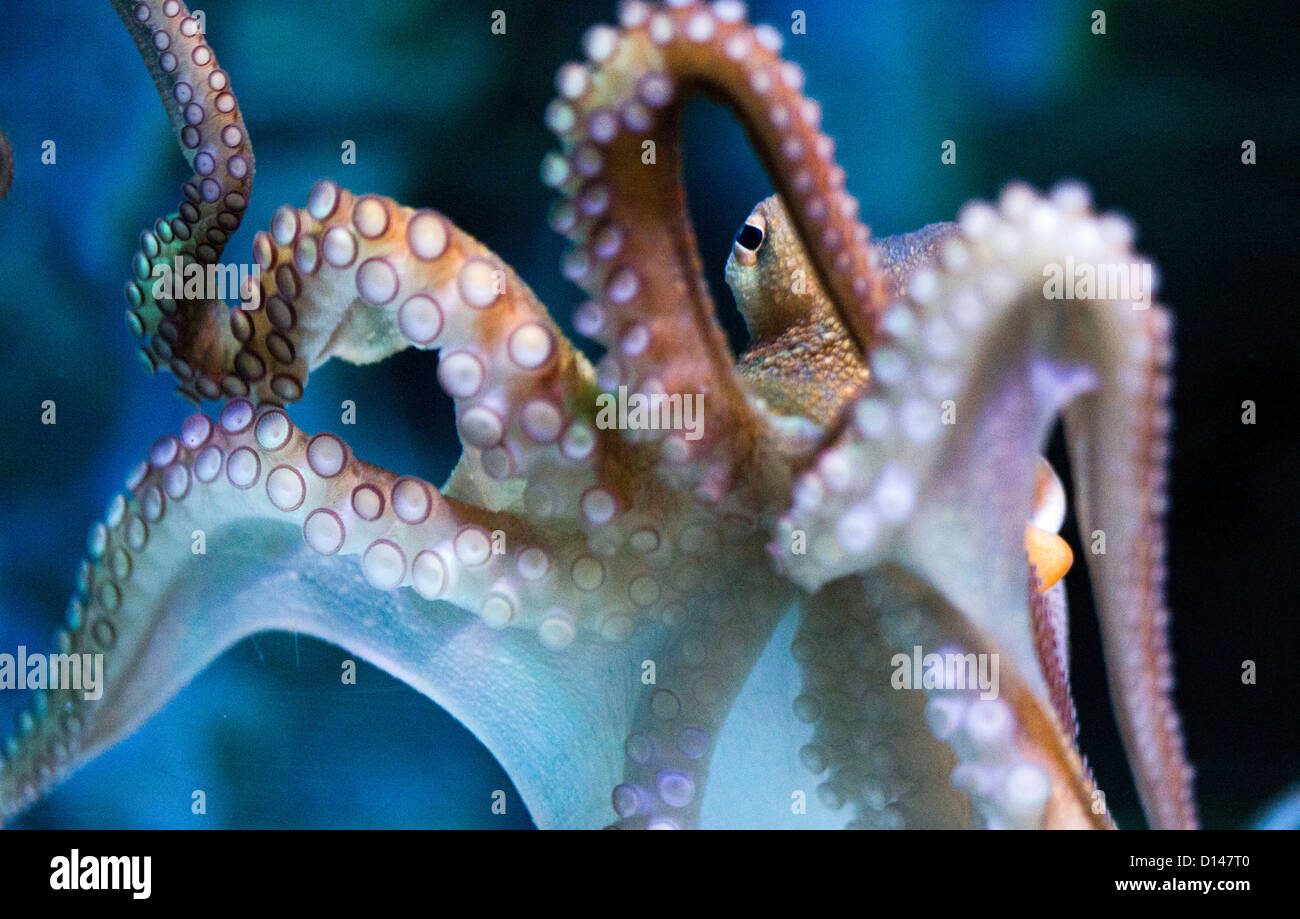 Octopus Franz seen at the Sea Life Aquarium in Timmendorfer Strand ...
