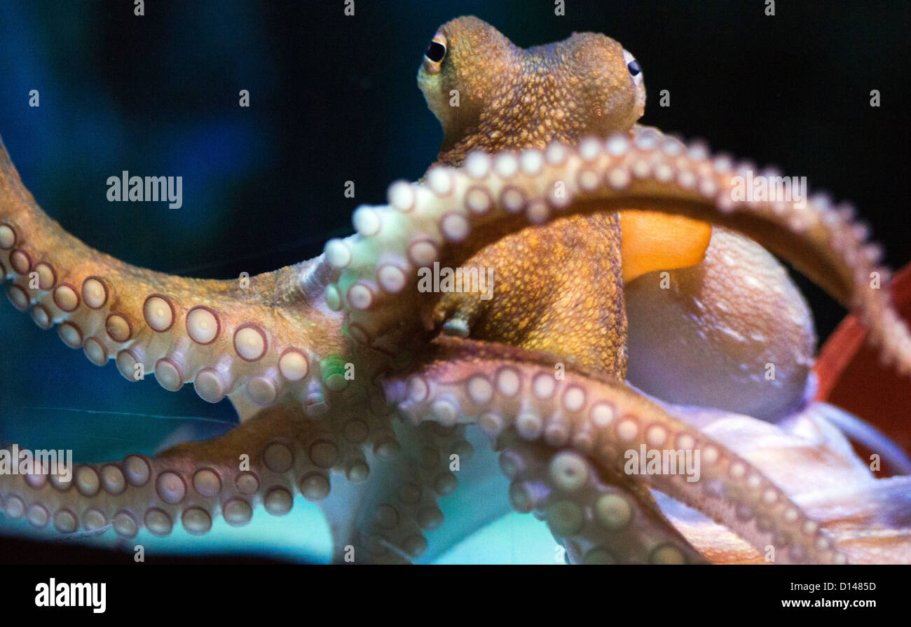 Octopus Franz seen at the Sea Life Aquarium in Timmendorfer Strand ...