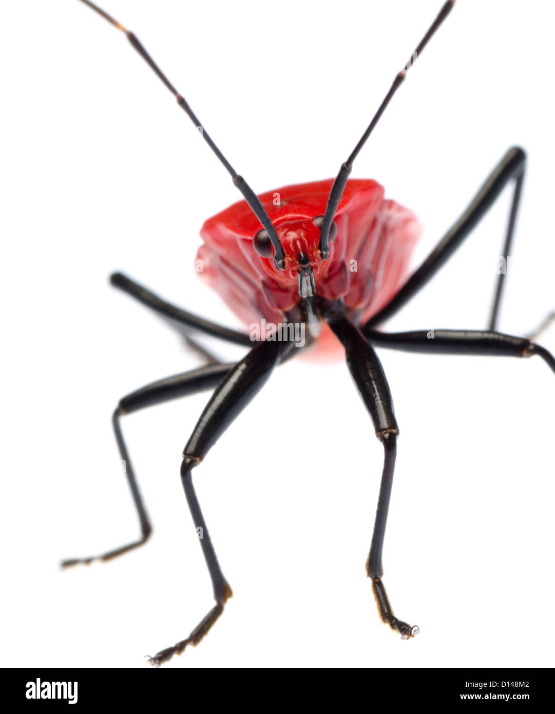 insect red stink bug, Melamphaus rubrocinctus, isolated on white Stock ...