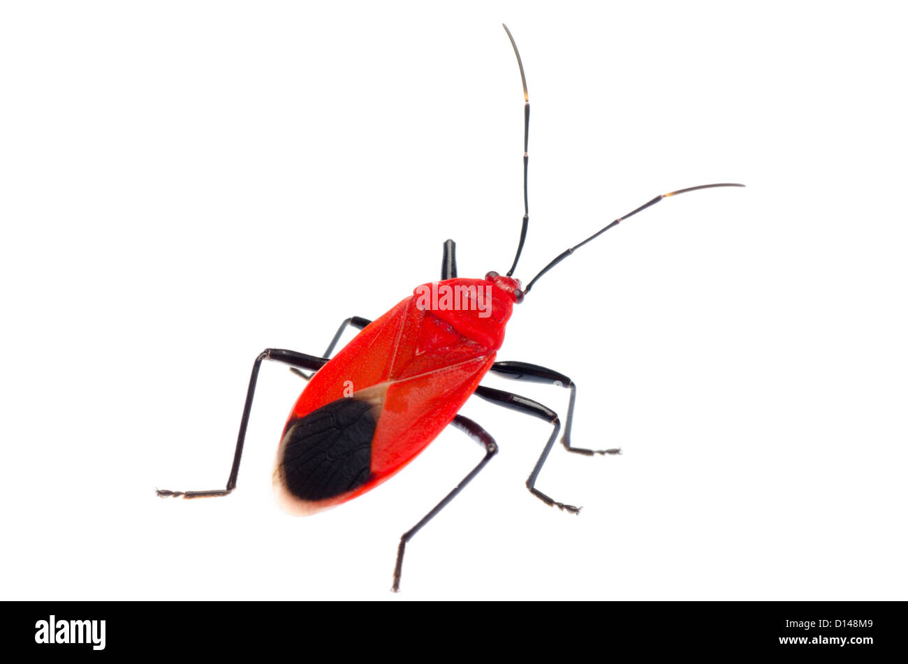 insect red stink bug, Melamphaus rubrocinctus, isolated on white Stock ...