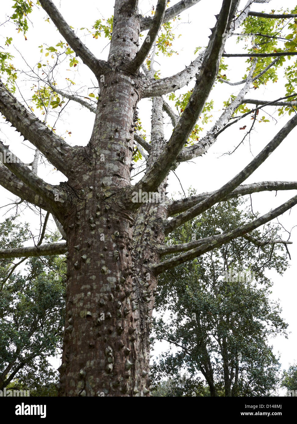 thorny Pochote tree in Ricòn de la Vieja National Park; Costa Rica ...