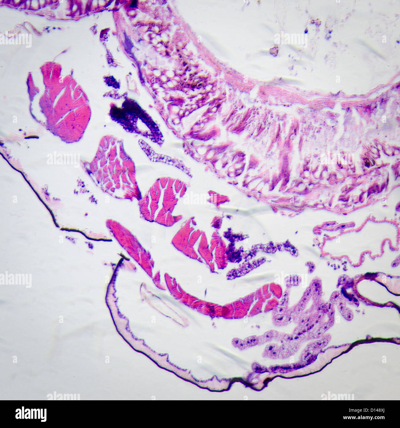 science micrograph of insects body cross section, moth caterpillar ...