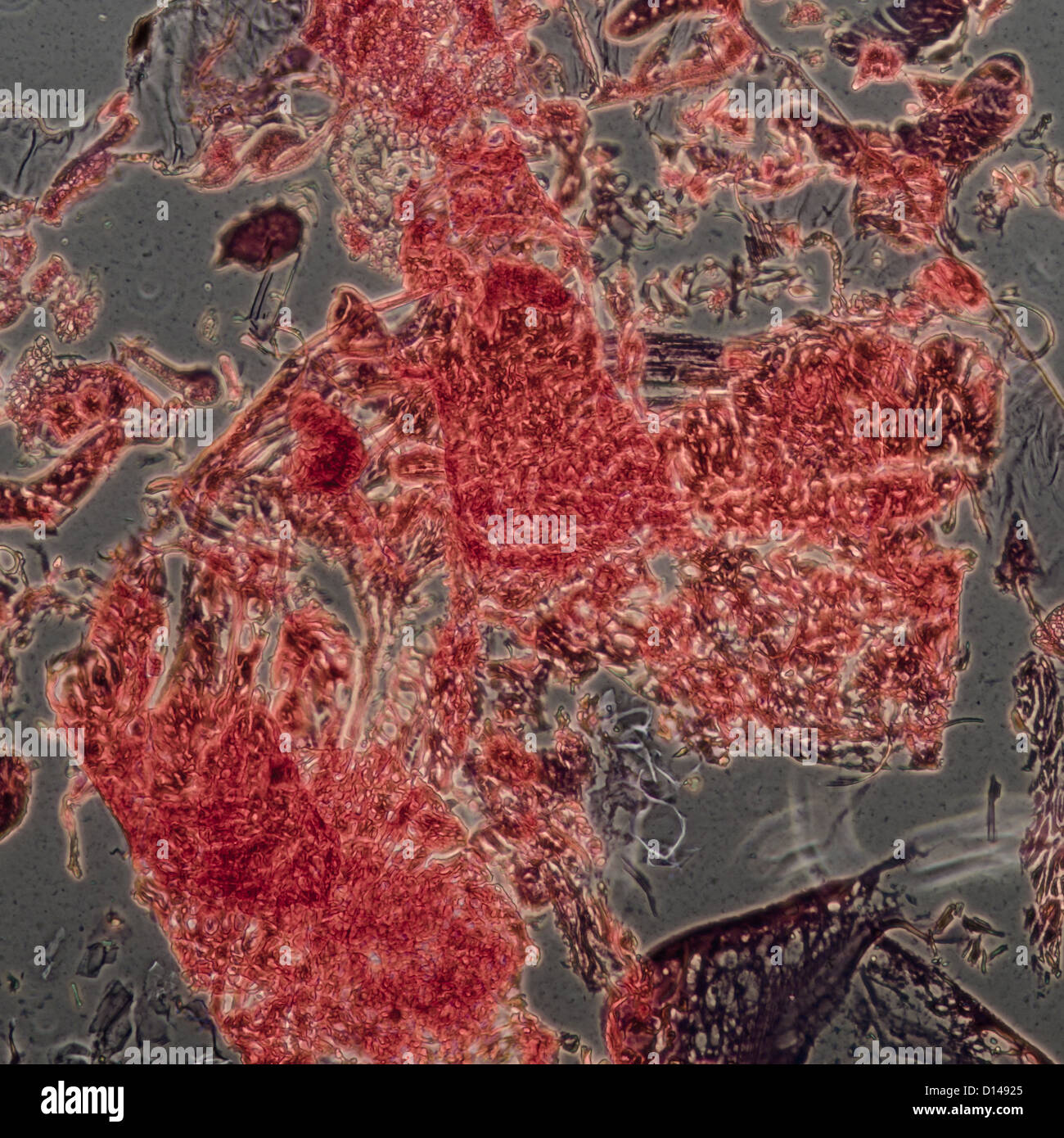 Microscope lab insects hi-res stock photography and images - Alamy
