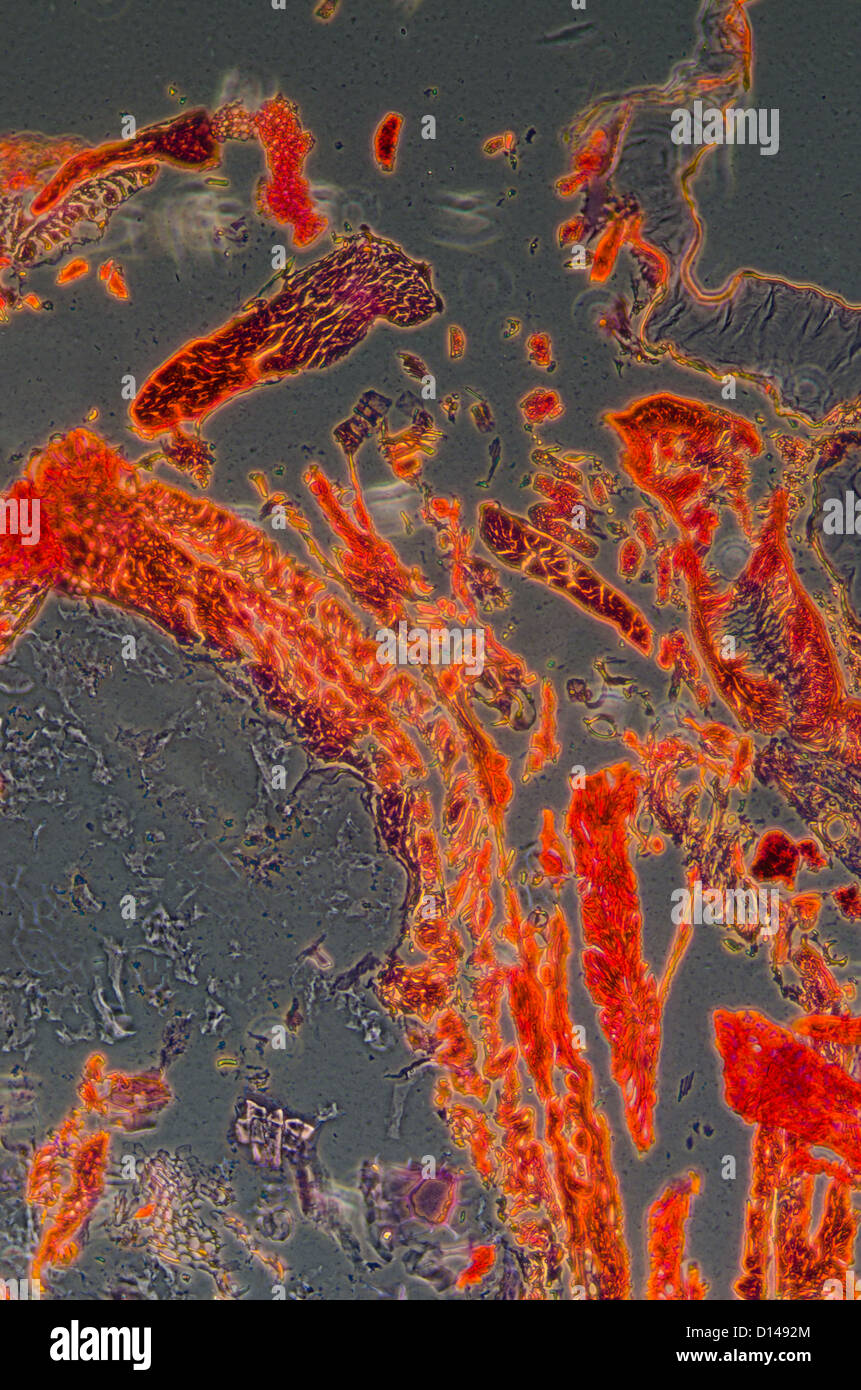 science micrograph of insects body cross section, moth caterpillar ...