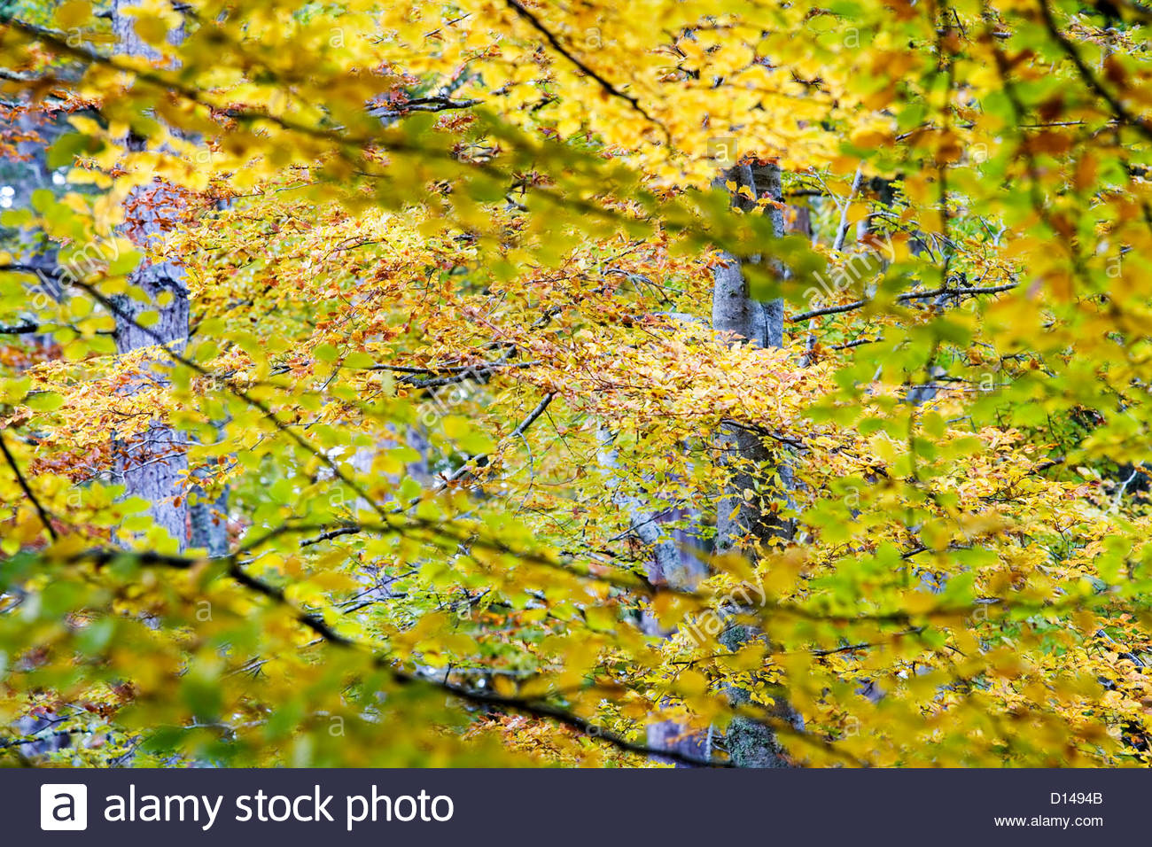 Silver Birch Autumn Leaves High Resolution Stock Photography and Images ...