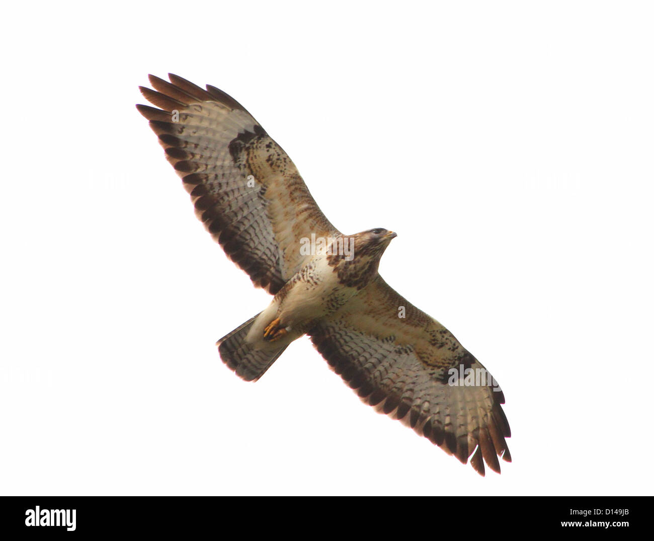 Buteo Buteo Stock Photos & Buteo Buteo Stock Images - Alamy