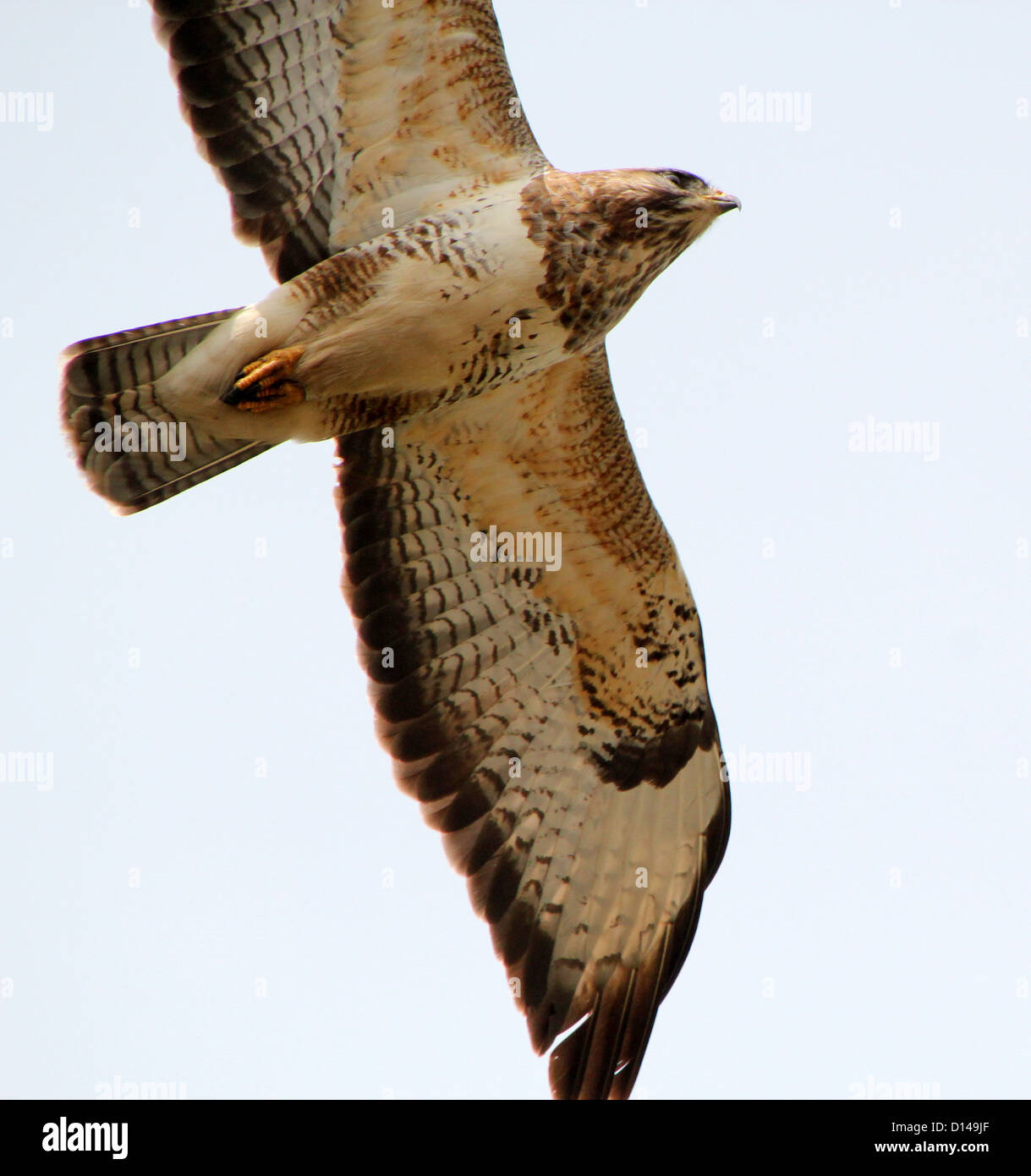 Partial wingspan hi-res stock photography and images - Alamy