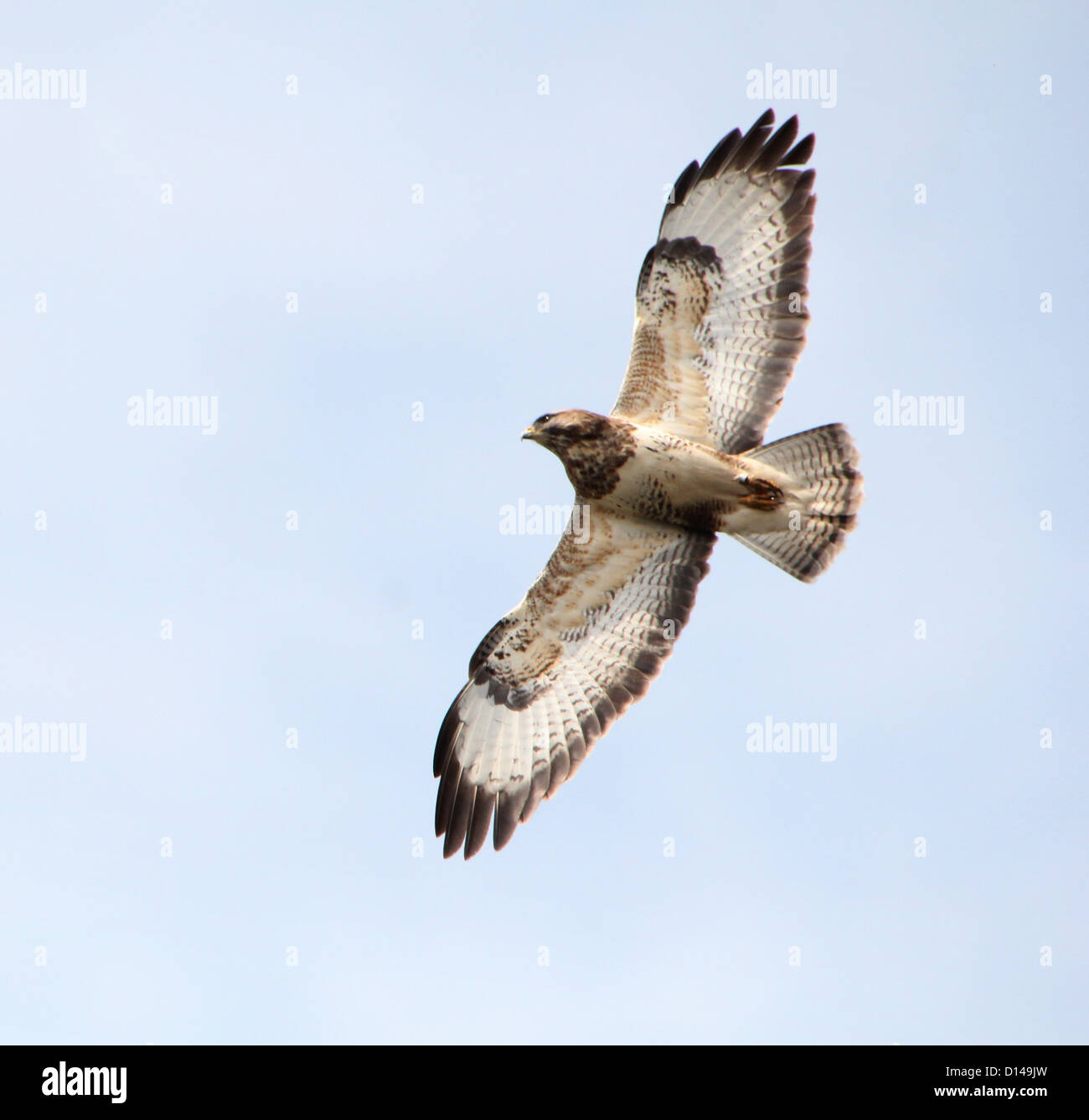 European Buzzard (buteo buteo) in flight with wide-spread wings Stock ...