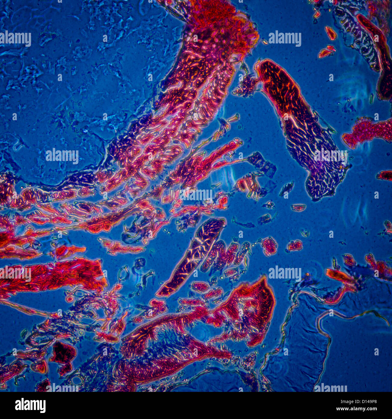 science micrograph of insects body cross section, moth caterpillar ...
