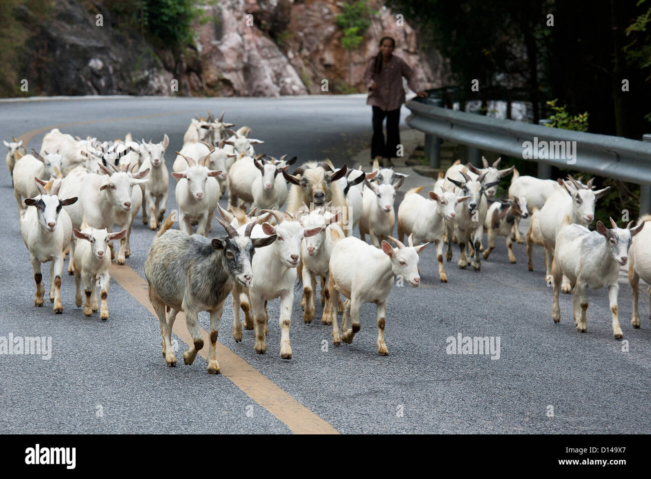 Are There Sheep In China