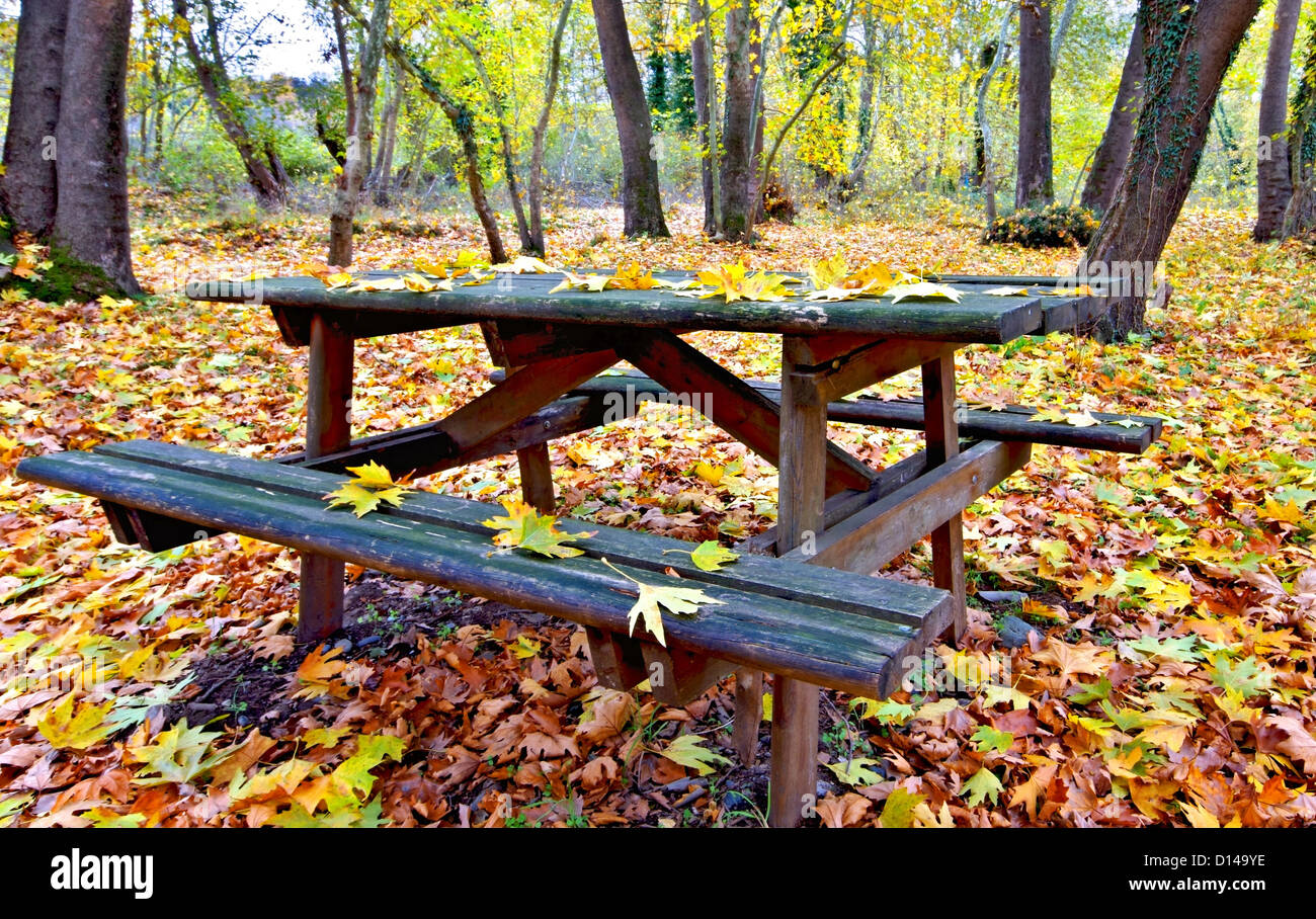 Wooden table and bench in a forest at fall Stock Photo - Alamy