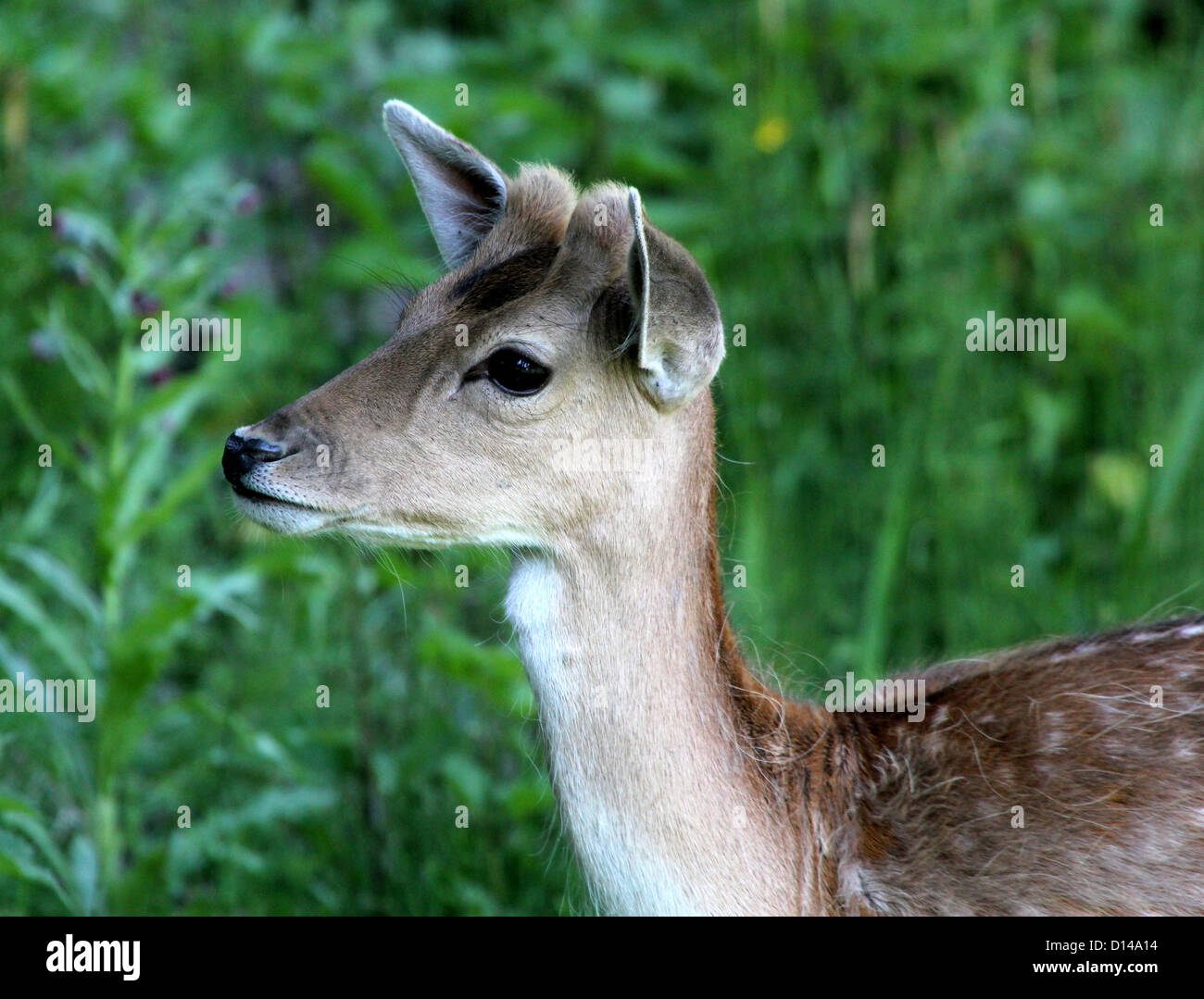 Juvenile buck male fallow deer hi-res stock photography and images - Alamy