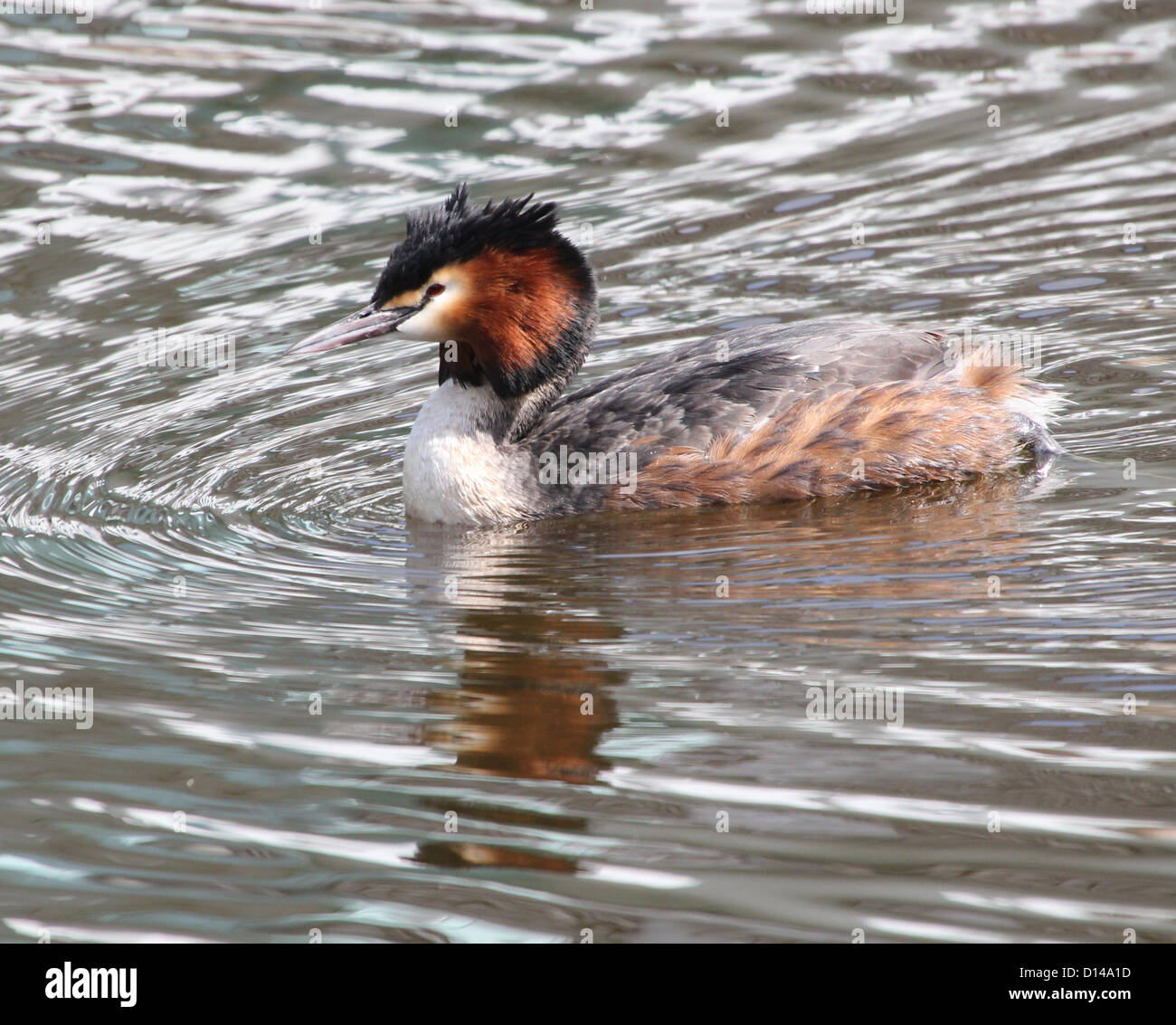 Great Crested Grebe (Podiceps cristatus) swimming Stock Photo - Alamy