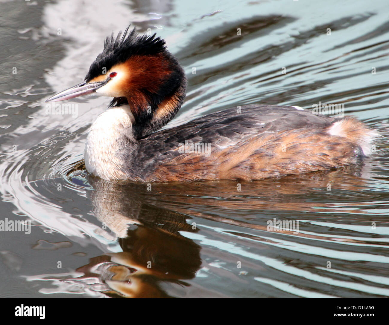 Great Crested Grebe (Podiceps cristatus) swimming and seen in profile ...