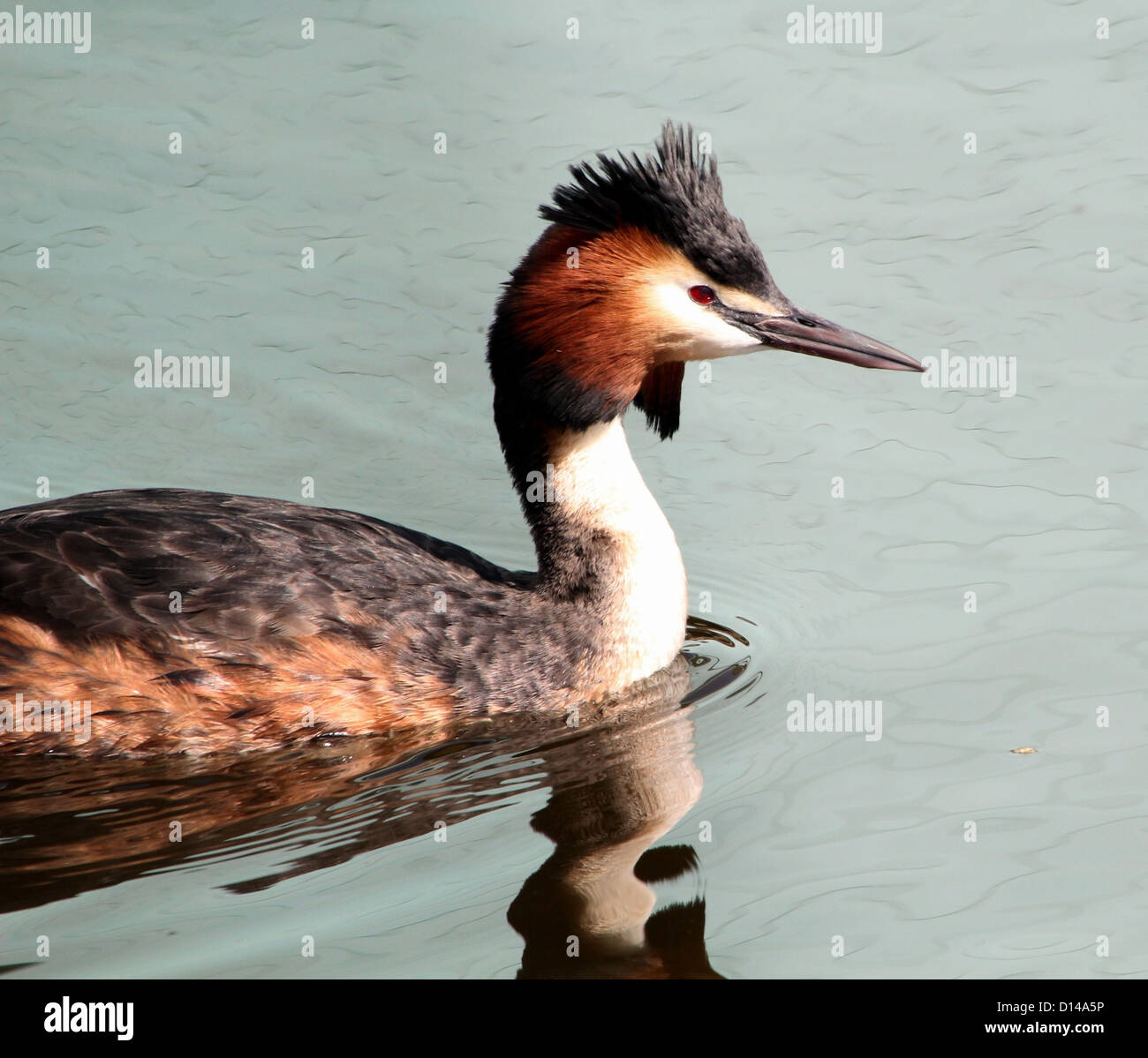 Great Crested Grebe (Podiceps cristatus) swimming and seen in profile ...