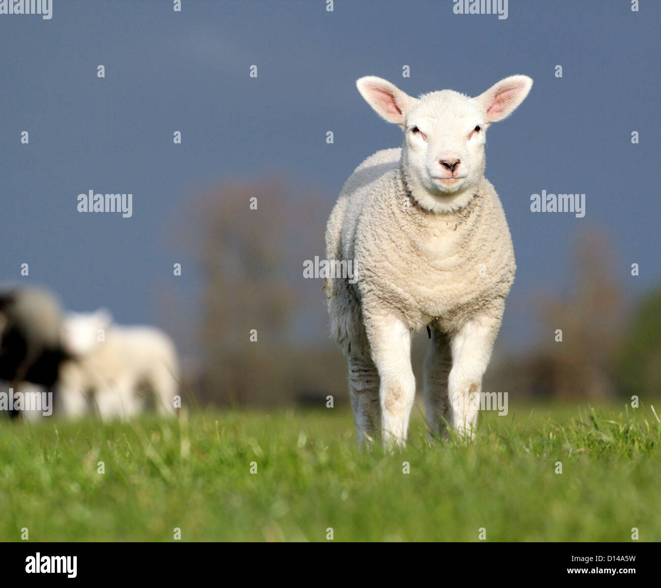Sheep with kid hi-res stock photography and images - Alamy