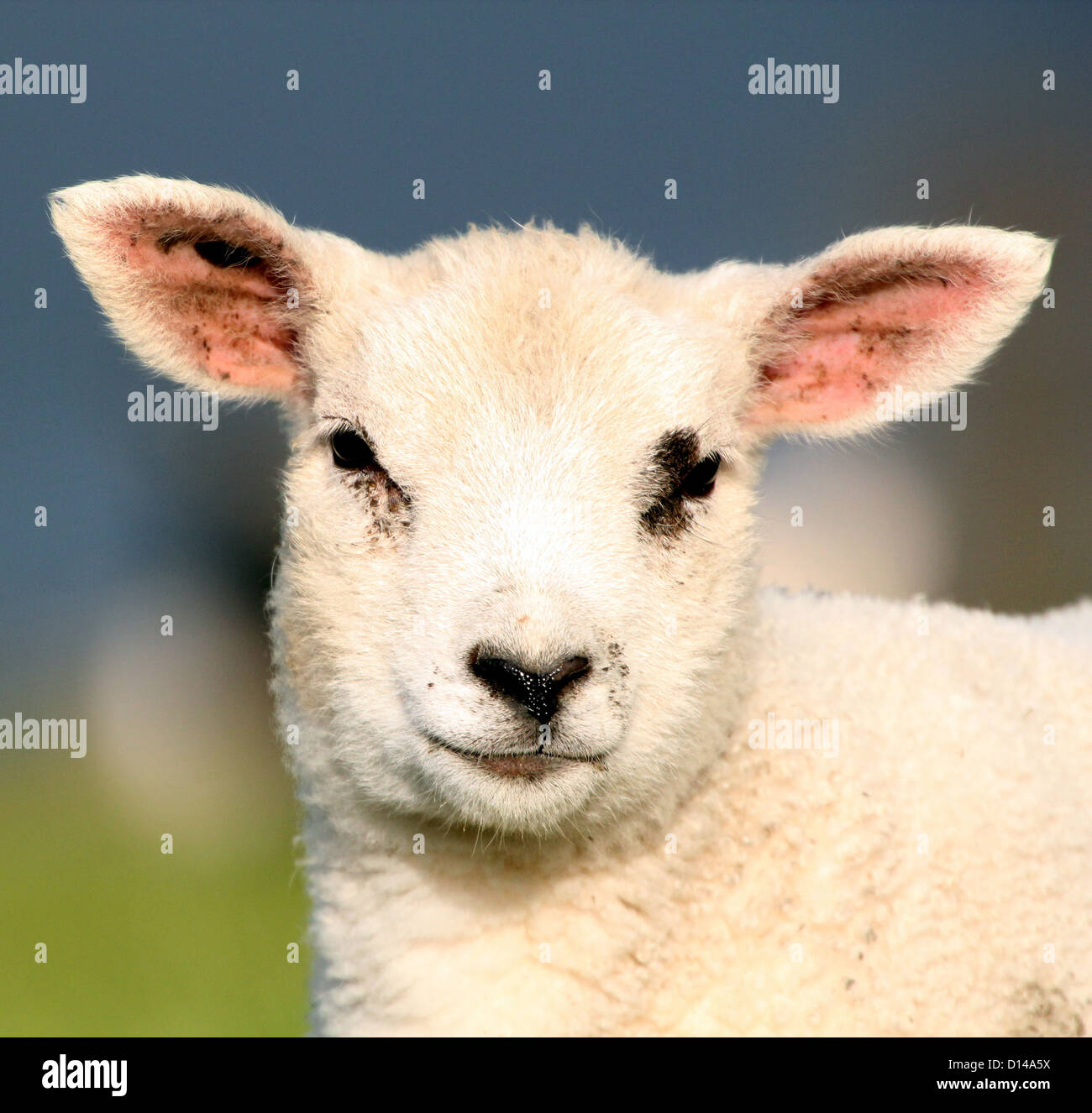 Portrait of the head of a cute young lamb in a grassy meadow Stock ...