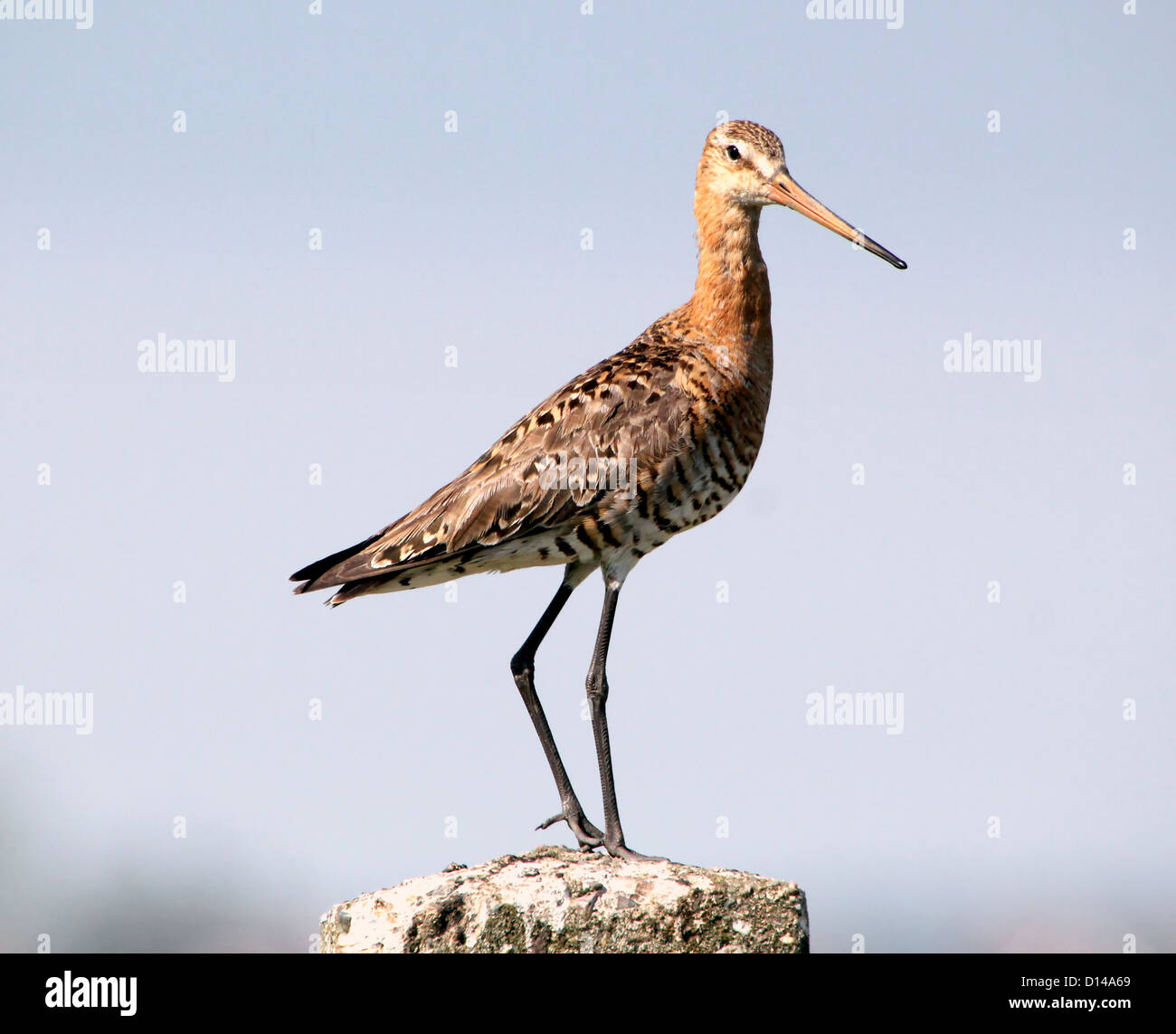 Black-tailed Godwit,(Limosa limosa) standing sentry on a pole to guard ...