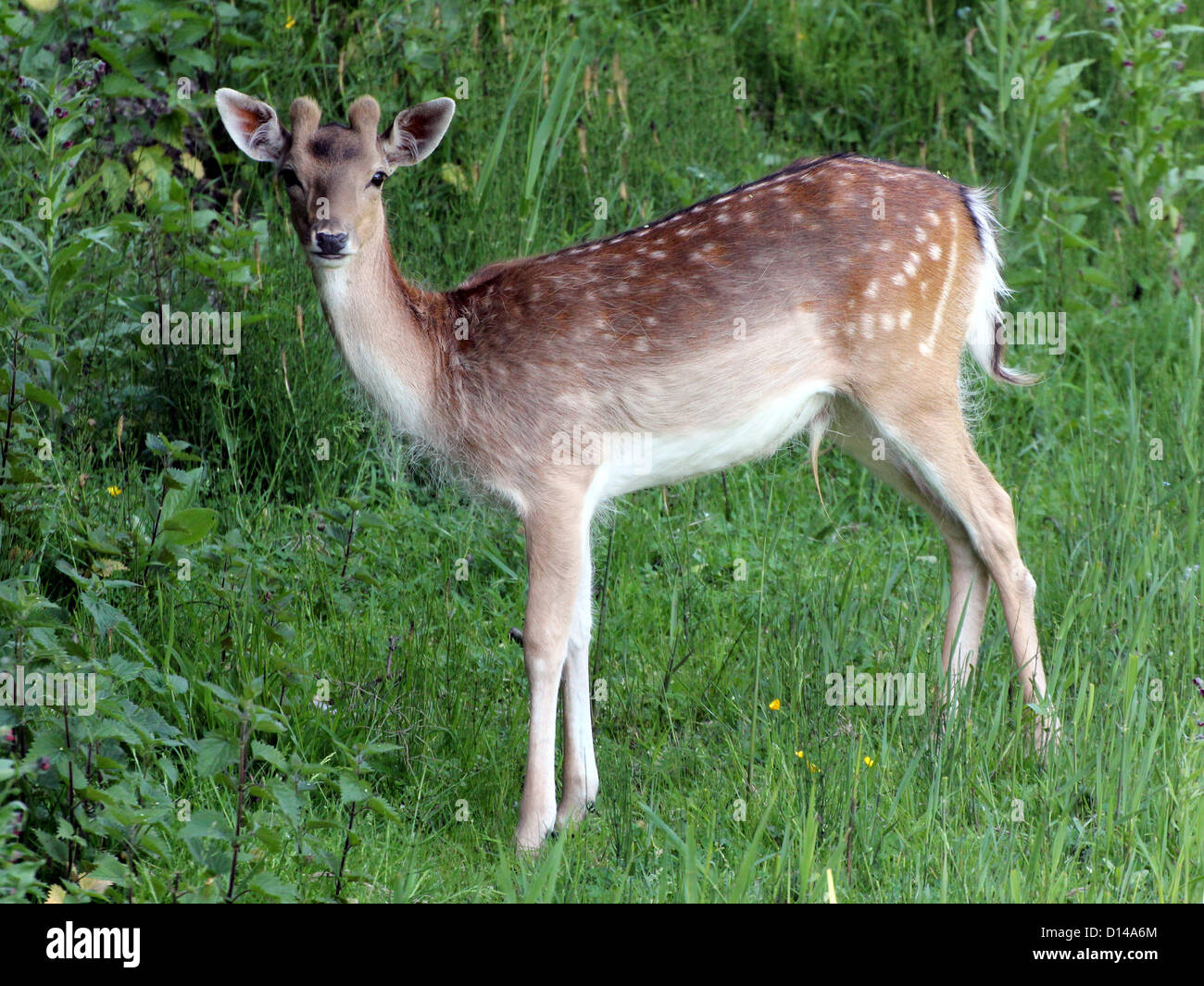 A young Fallow Deer buck (dama dama) standing alert and looking into ...