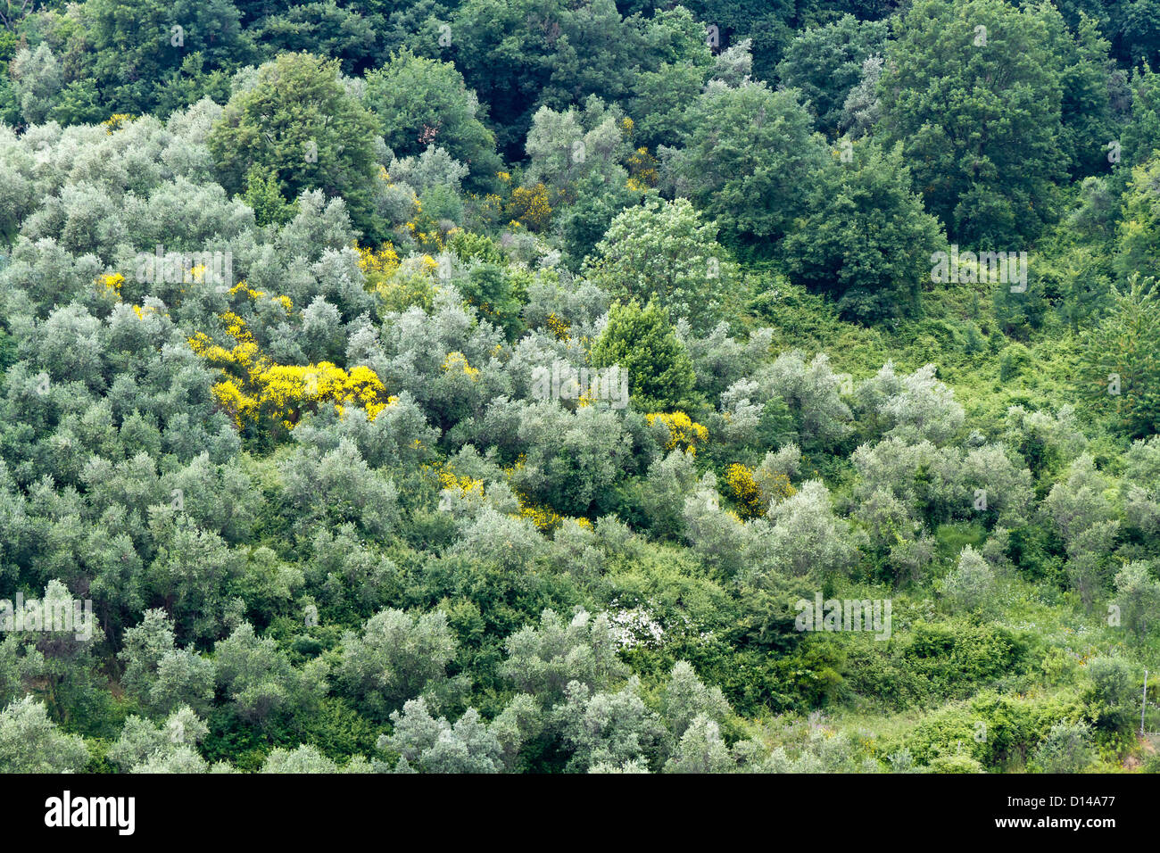 Forest in Tuscany, Italy Stock Photo - Alamy
