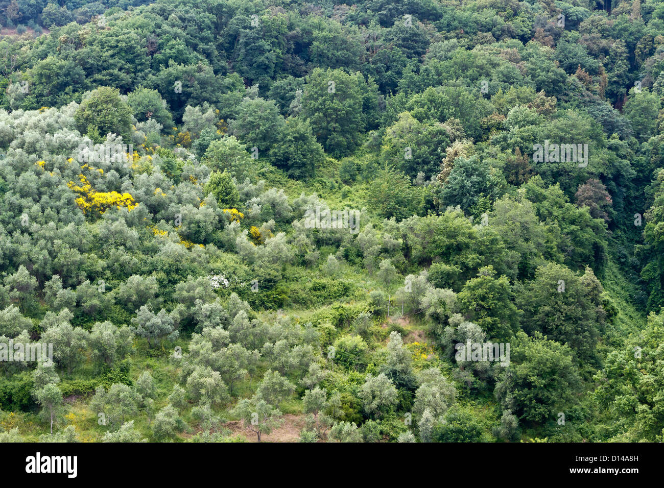 Tuscany forest hi-res stock photography and images - Alamy