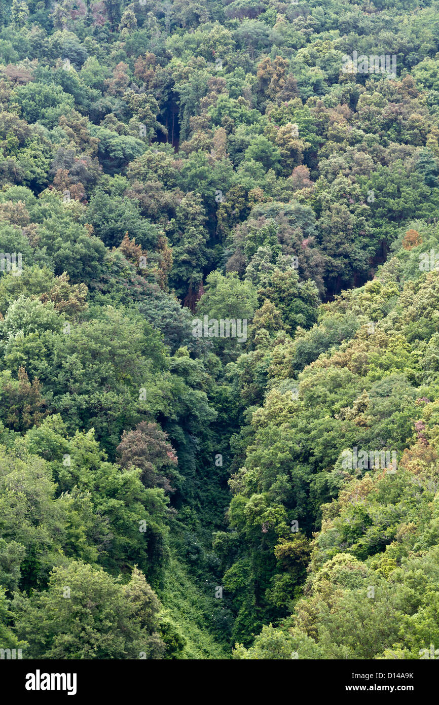 Tuscany forest hi-res stock photography and images - Alamy
