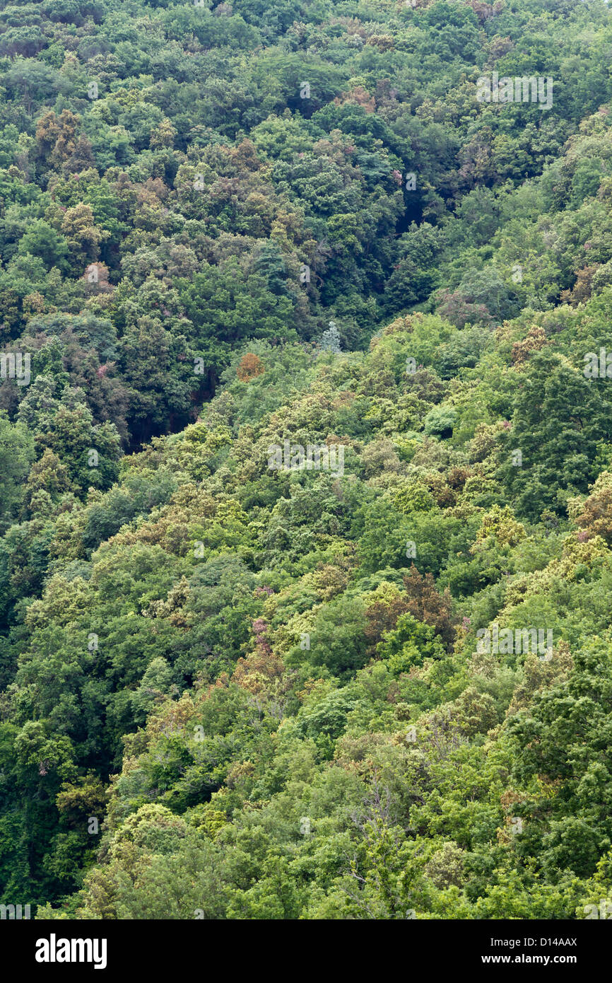 Forest in Tuscany, Italy Stock Photo - Alamy