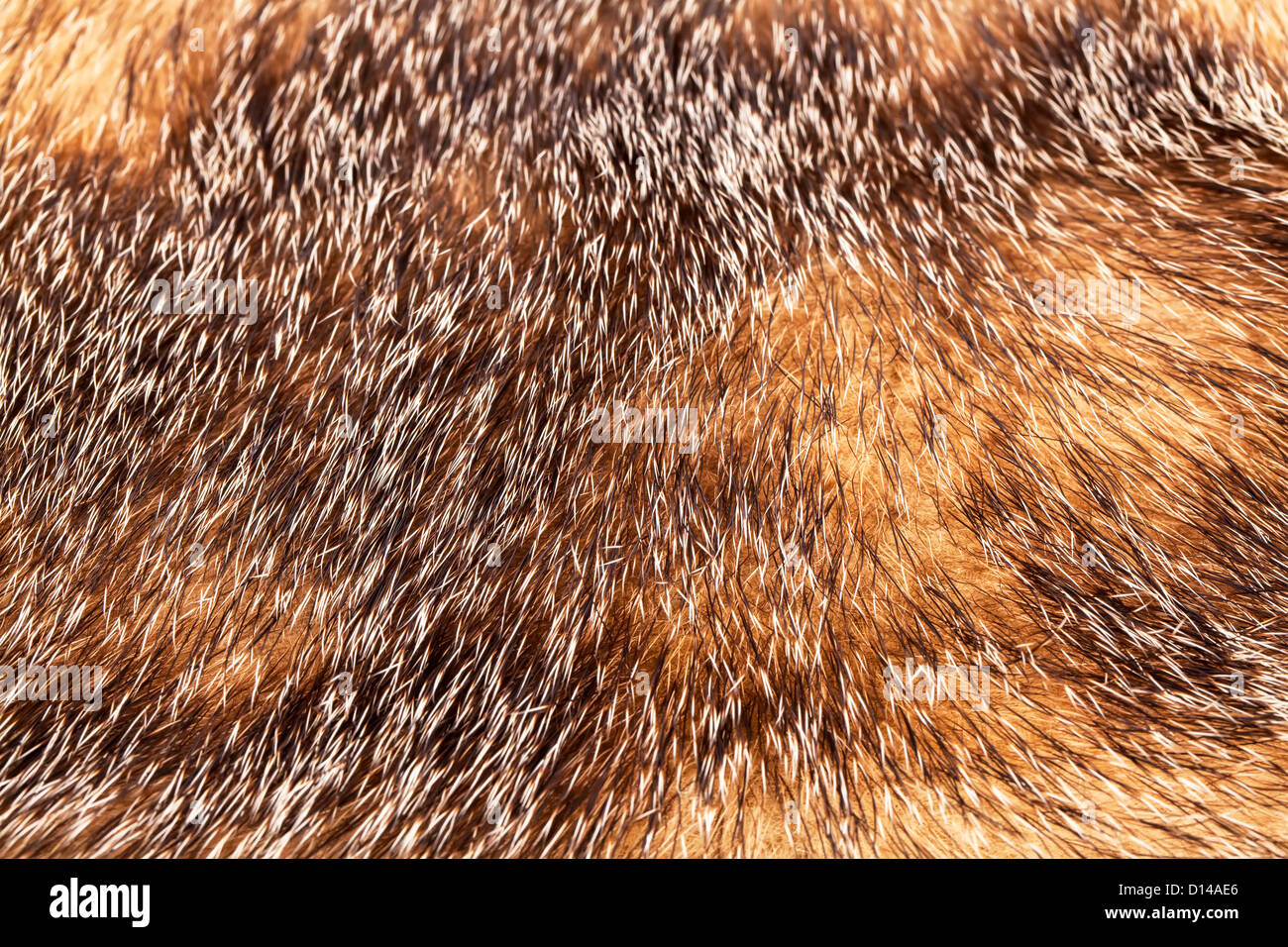 Golden and brown fur texture background Stock Photo - Alamy