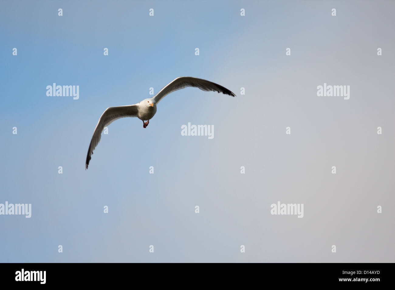 Flying position hi-res stock photography and images - Alamy