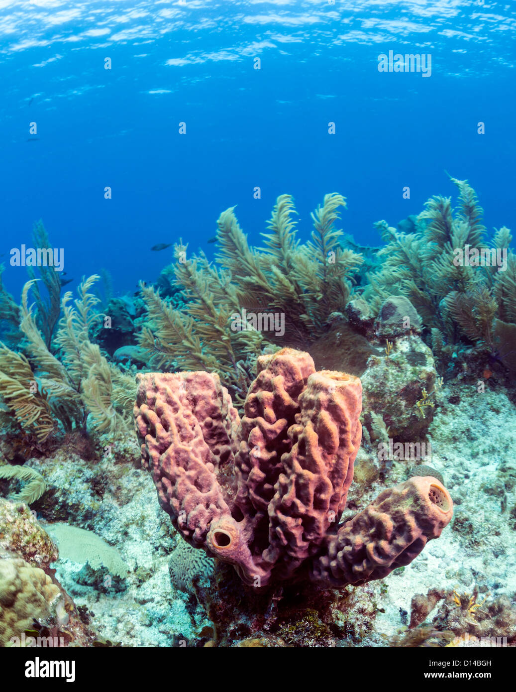 Tube coral hi-res stock photography and images - Alamy