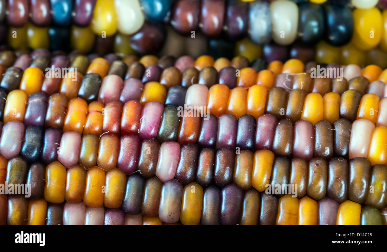 Flint corn, (Zea mays indurata; also known in most countries as Indian ...