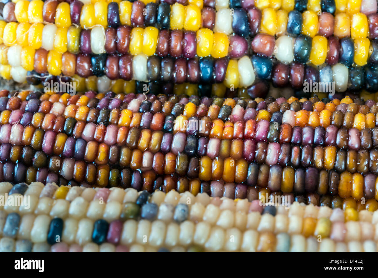 Flint corn, (Zea mays indurata; also known in most countries as Indian ...