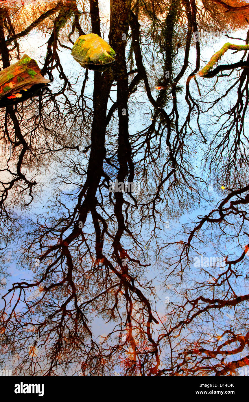 Reflection of trees in a puddle on Dartmoor Stock Photo - Alamy