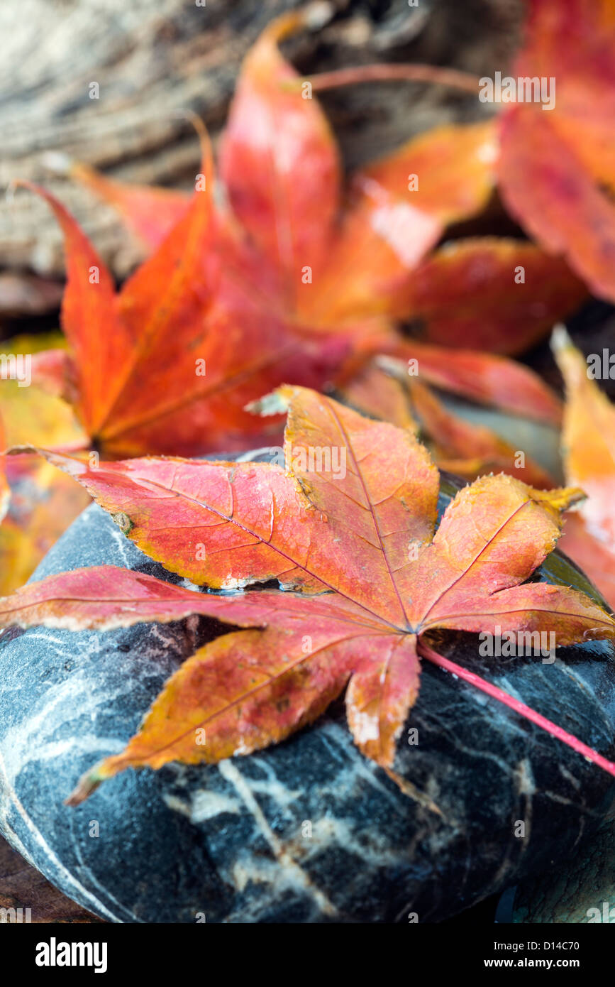 Acer palmatum, called Japanese Maple or Smooth Japanese Maple on log ...