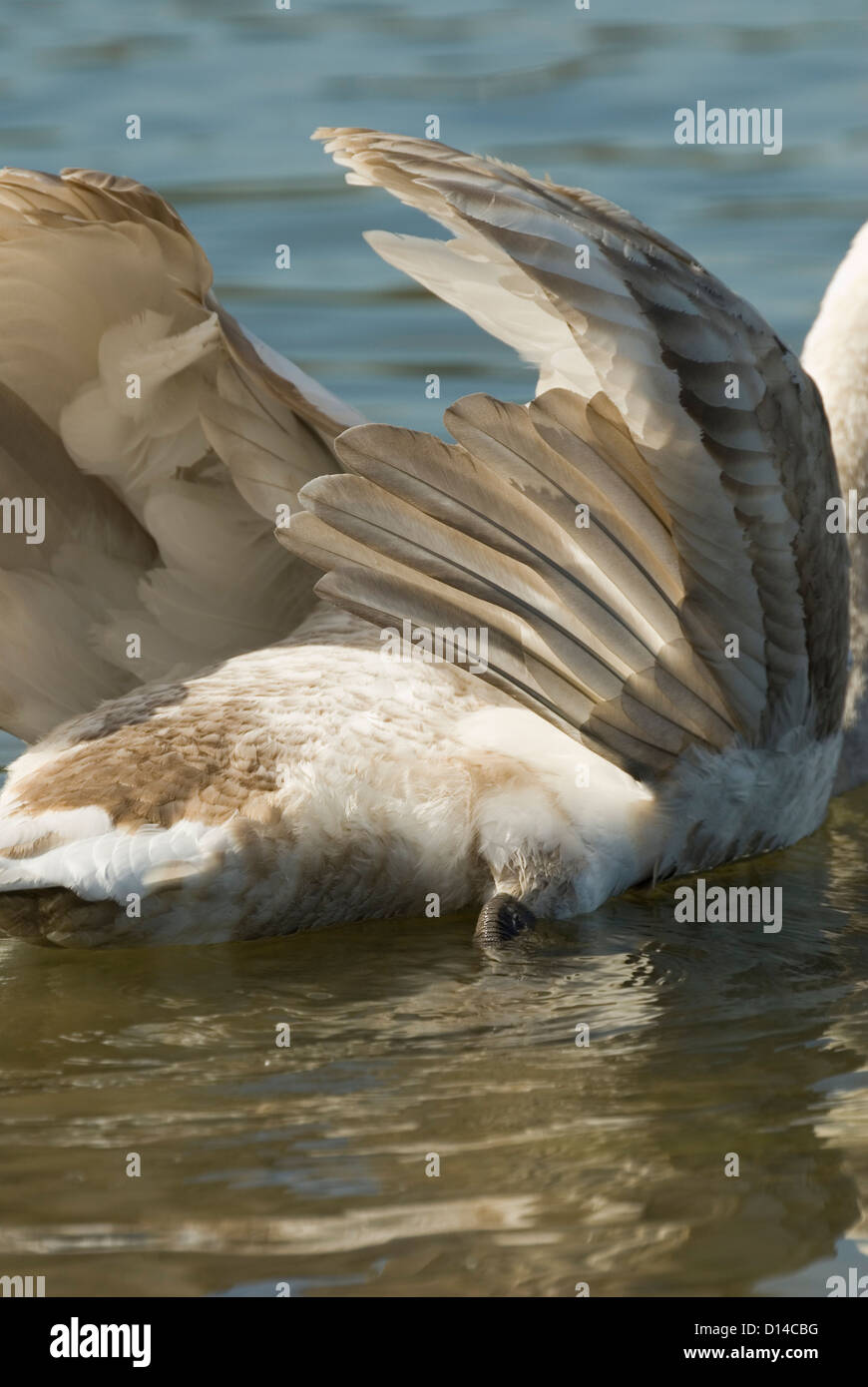 Juvenile mute swan cygnus olor hi-res stock photography and images - Alamy