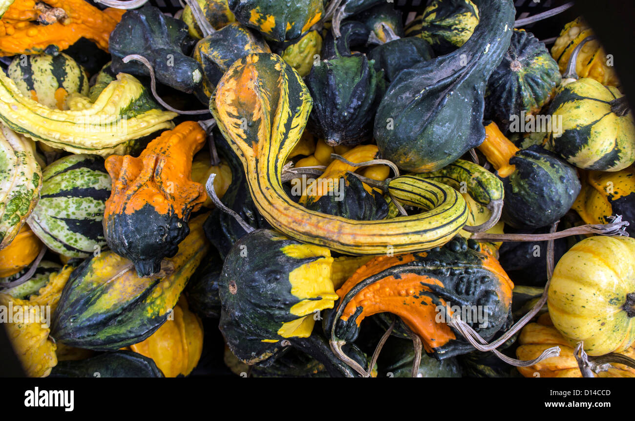 Spoon gourd hi-res stock photography and images - Alamy