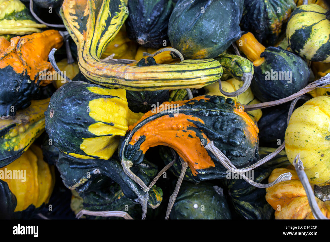 Spoon gourd hi-res stock photography and images - Alamy