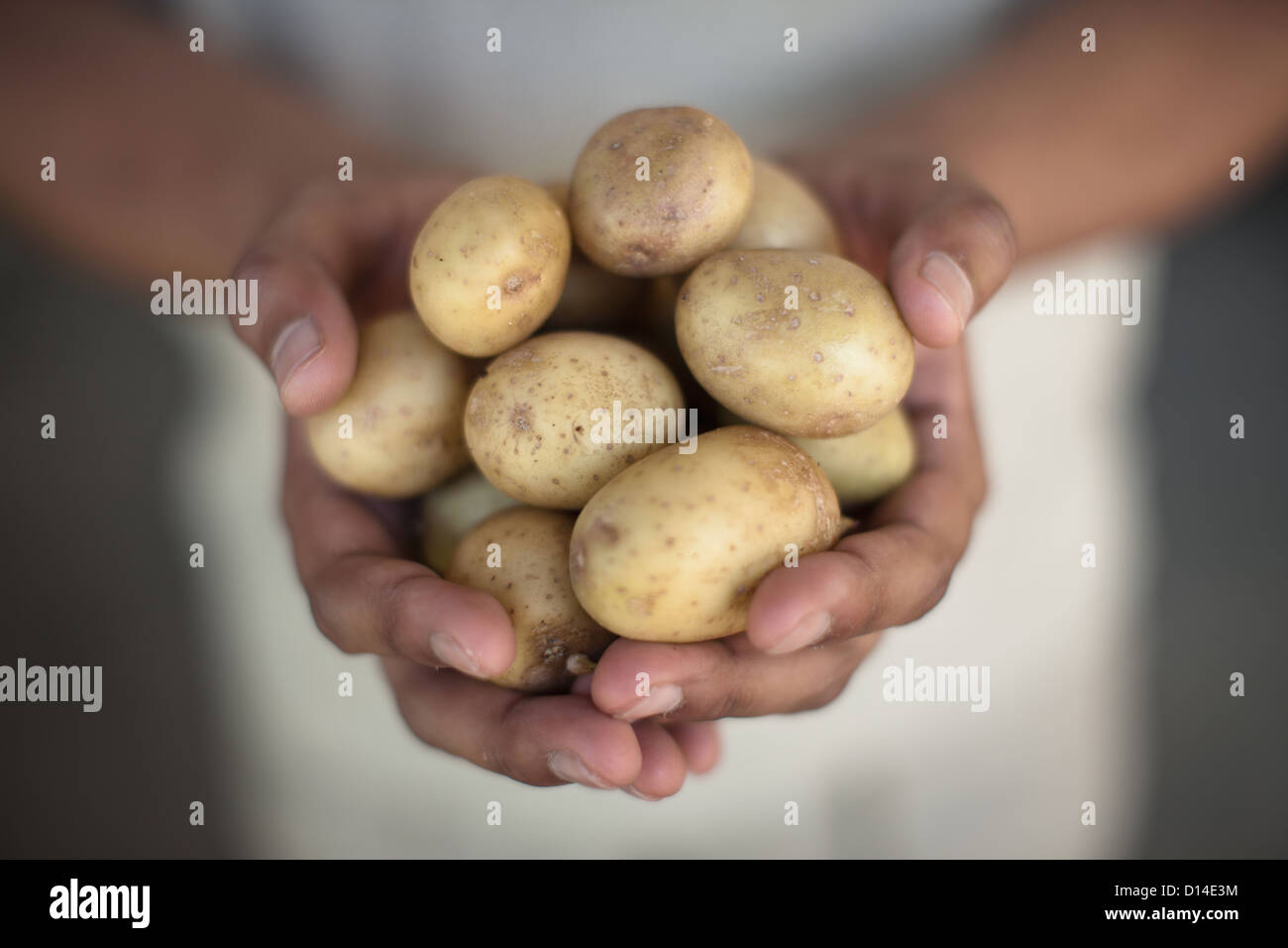 Close up of hands holding potatoes Stock Photo - Alamy