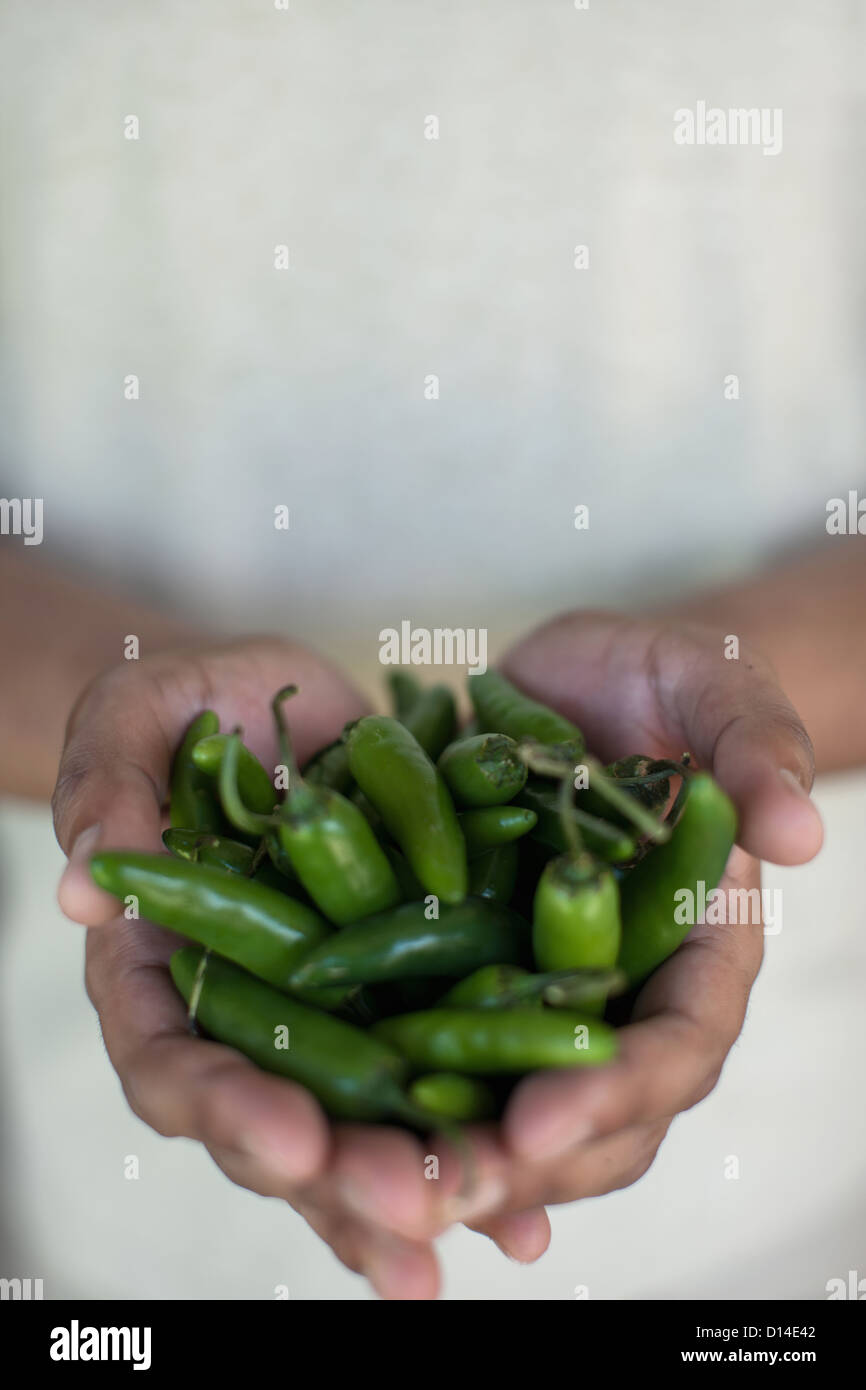Hand holding chili hi-res stock photography and images - Alamy