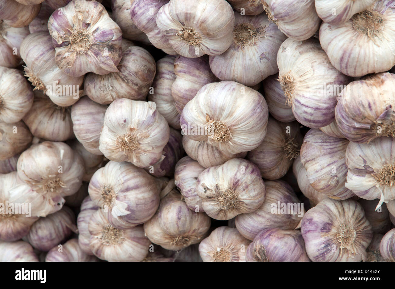 Garlic displayed in Chinon for the Medieval Festival, France Stock ...