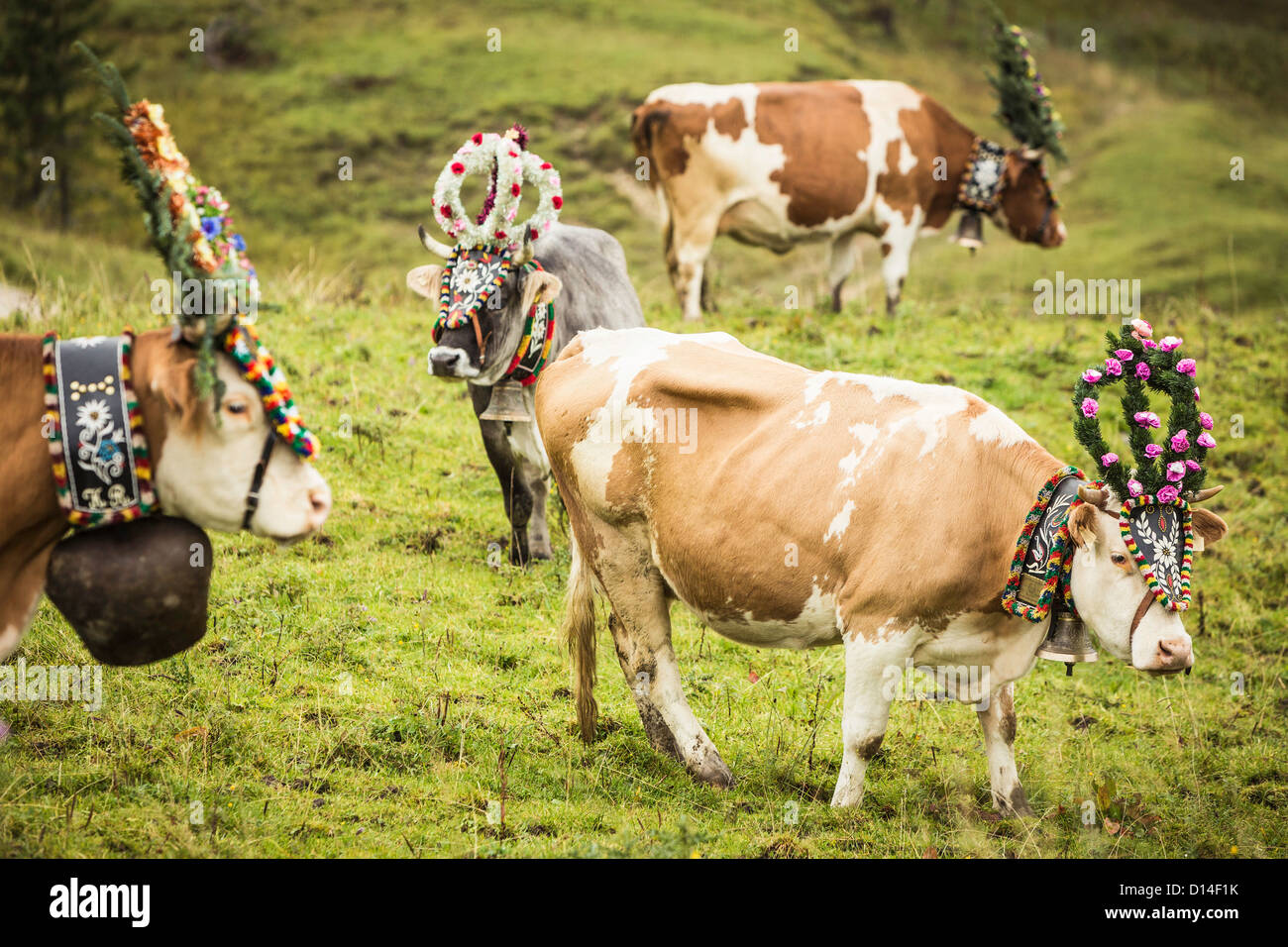 Cow standing grassy field cattle hi-res stock photography and images ...