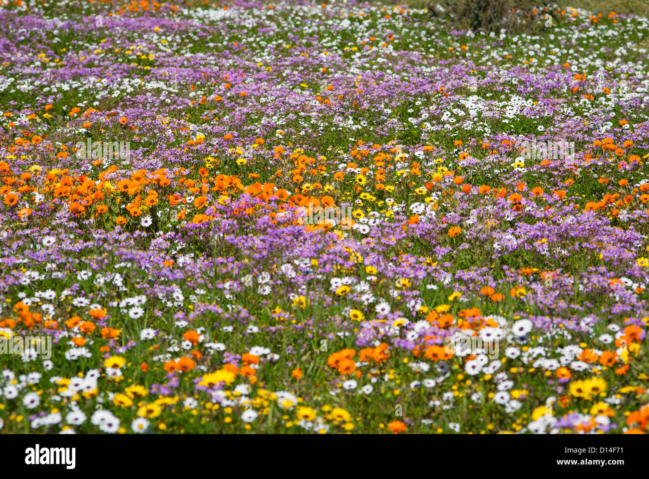 Field of flowers in rural landscape Stock Photo - Alamy