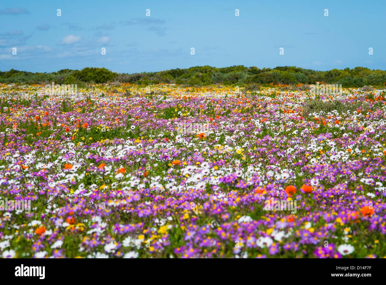 Field of flowers in rural landscape Stock Photo - Alamy